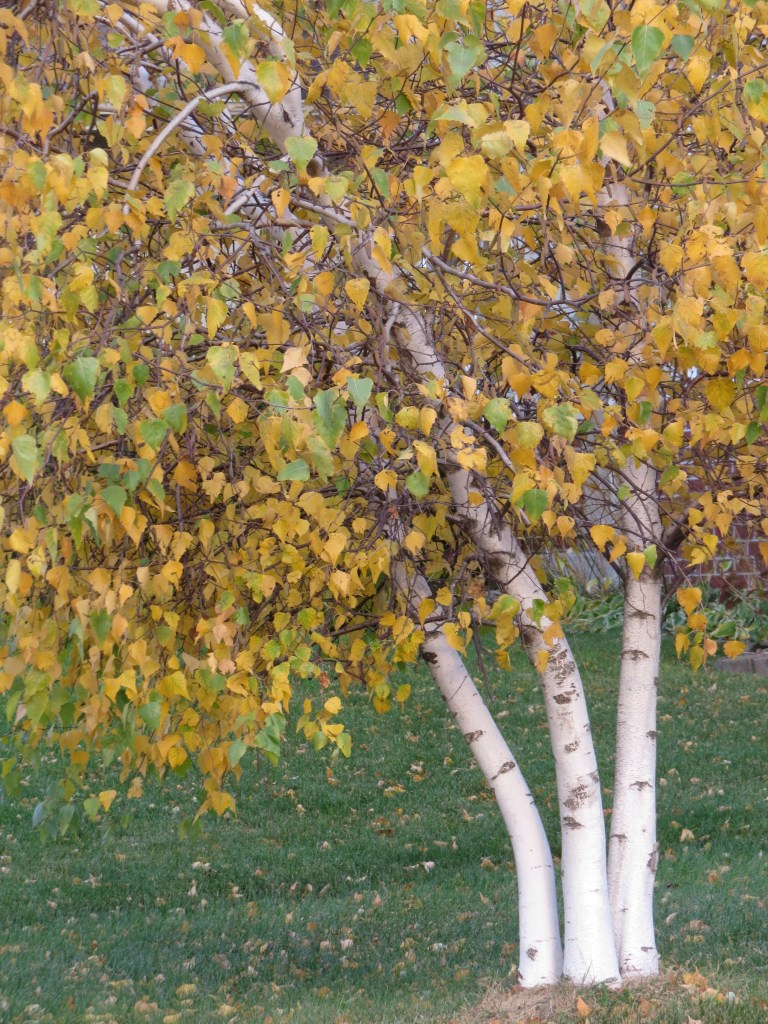 River Birch – A Sawyer's Daughter