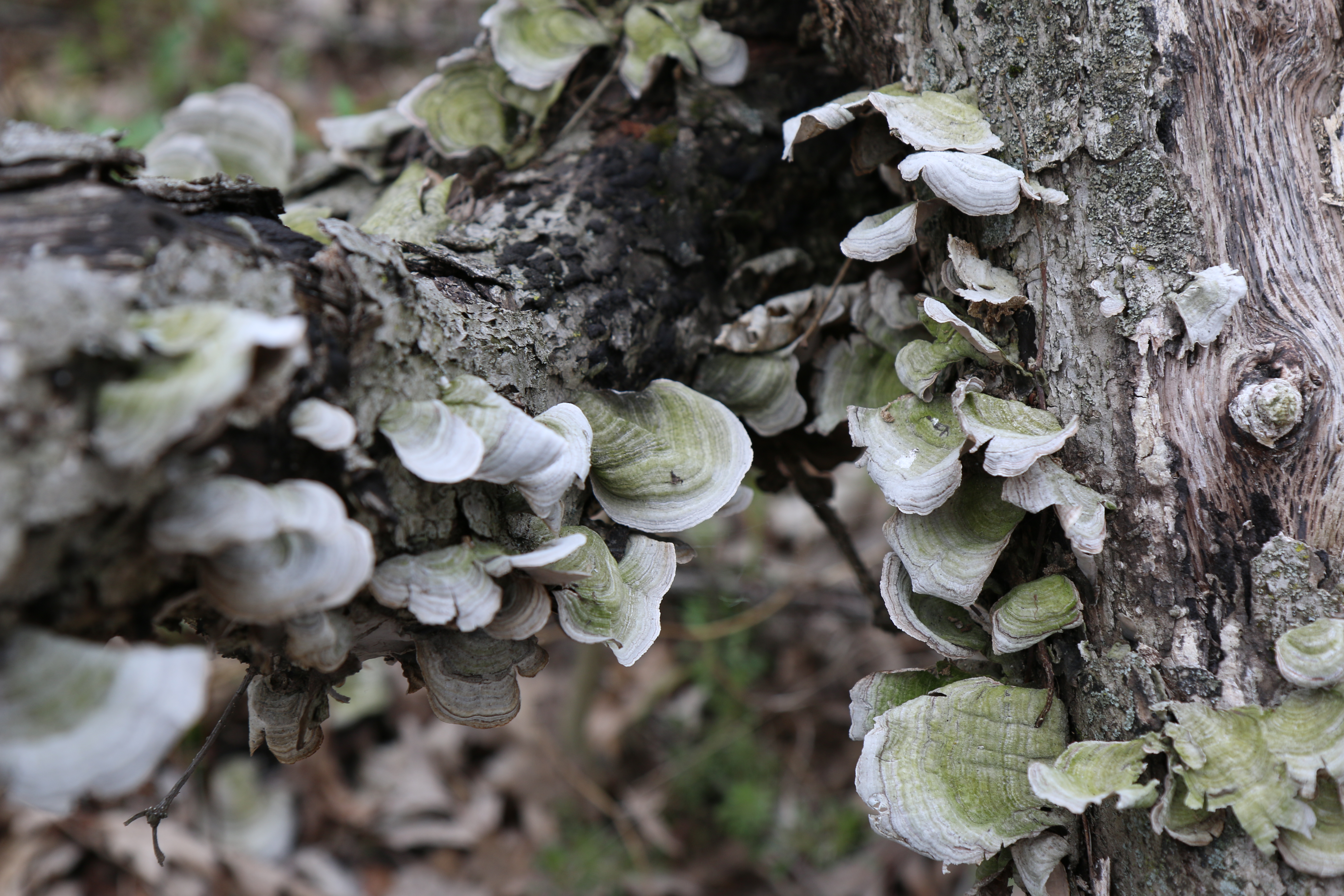 Tree Barnacles – A Sawyer's Daughter